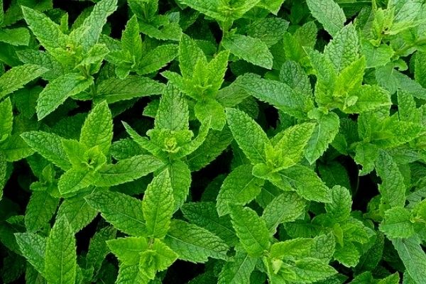 Mint - Peppermint (Mentha piperita) Organic Peppermint Mint Pollinator ...