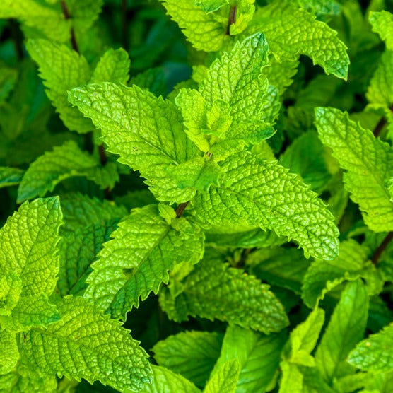 Mint - Peppermint (Mentha piperita) Organic Peppermint Mint Pollinator ...