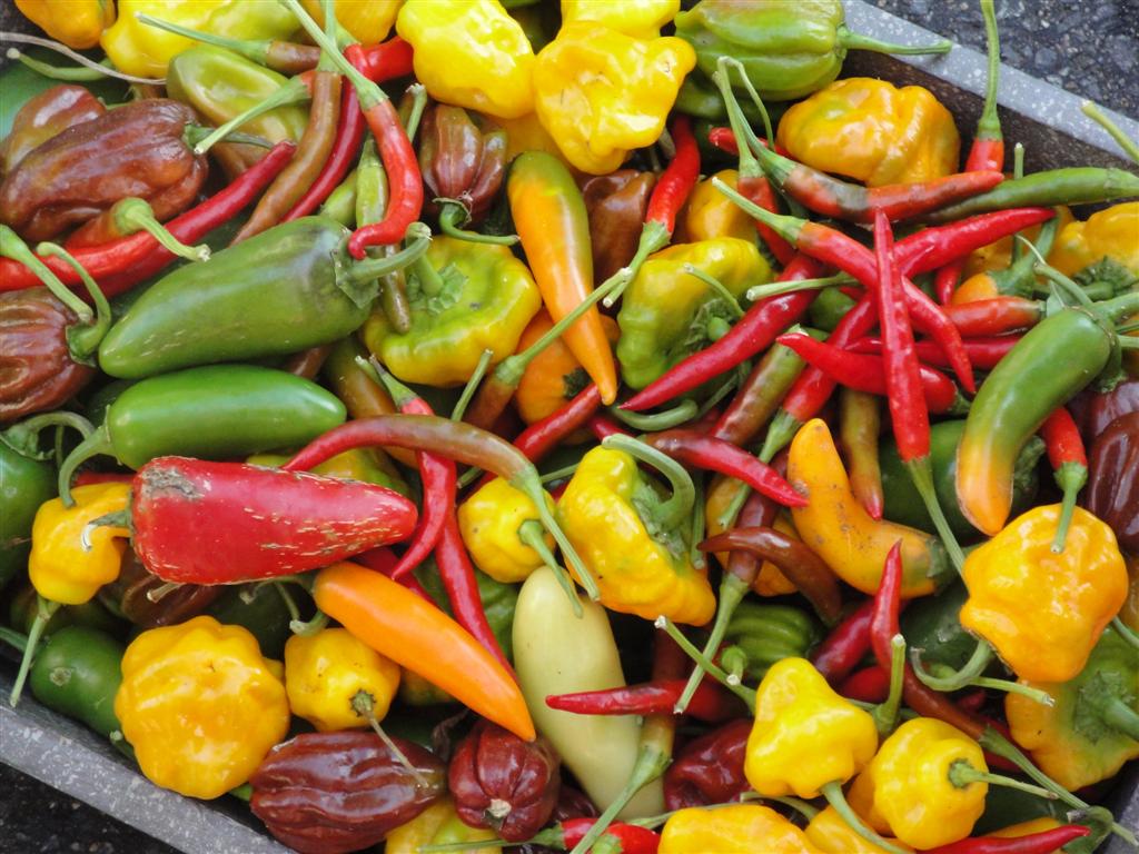 Pepper - Rainbow - Habenaro Hot Chili Pepper Mix (Capsicum annuum) Rai ...