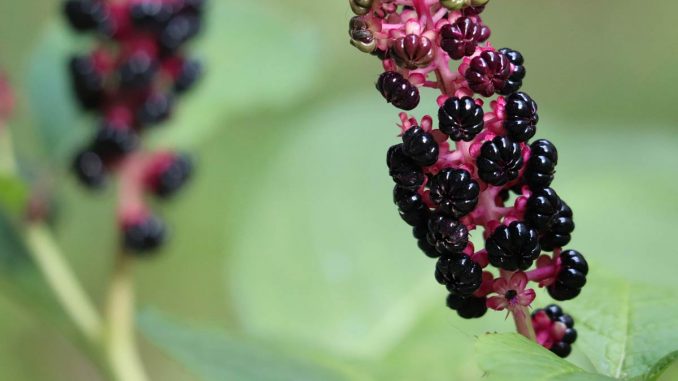 Pokeweed - Poke (Phytolacca americana) Dyers Pokeberry American Pokewe ...