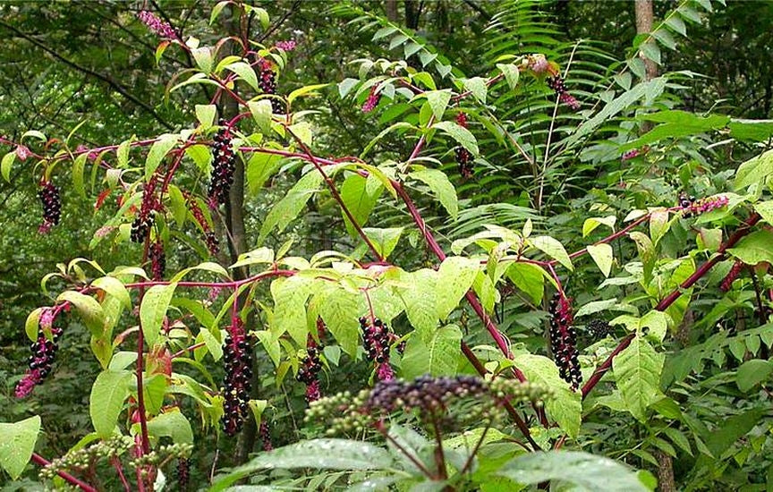 Pokeweed - Poke (Phytolacca americana) Dyers Pokeberry American Pokewe ...