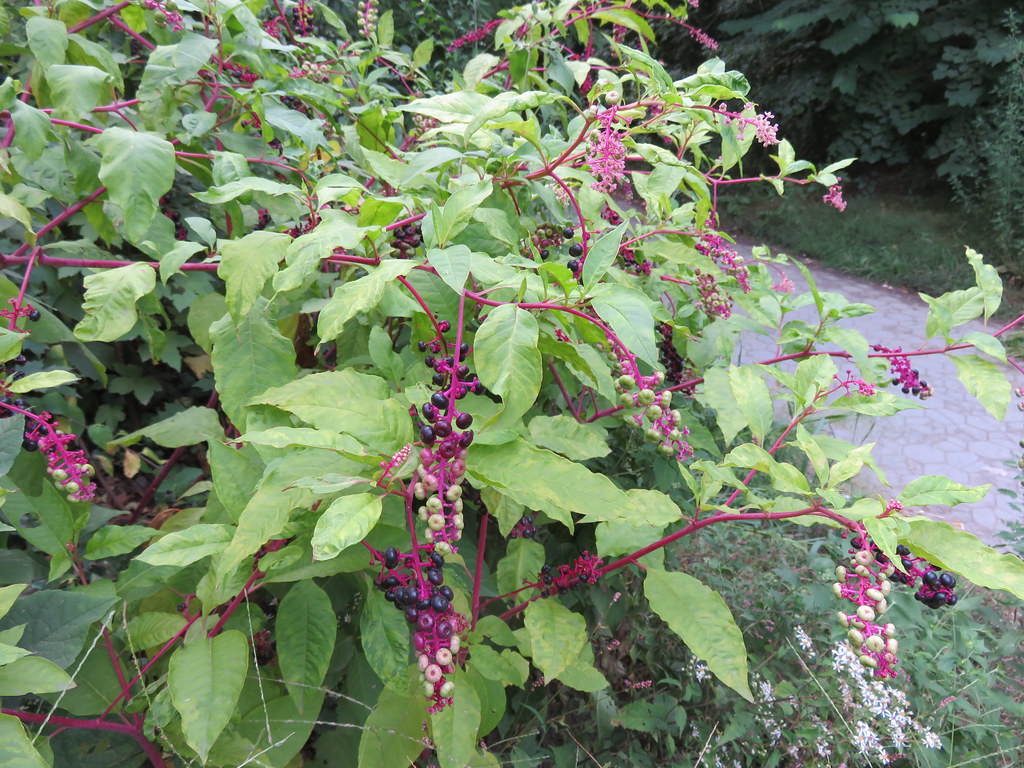 Pokeweed - Poke (Phytolacca americana) Dyers Pokeberry American Pokewe ...