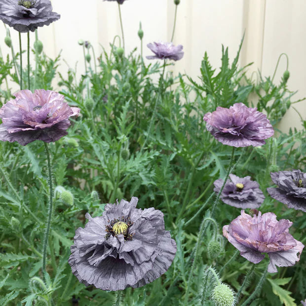 Poppy – Amazing Grey Shirley (Papavare rhoeas) Amazing Gray Shirley Po ...