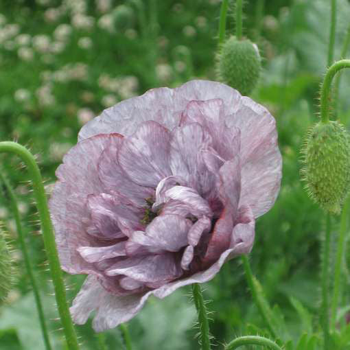 Poppy – Pandora Shirley (Papavare rhoeas) Rose Red and Burgundy Pandor ...