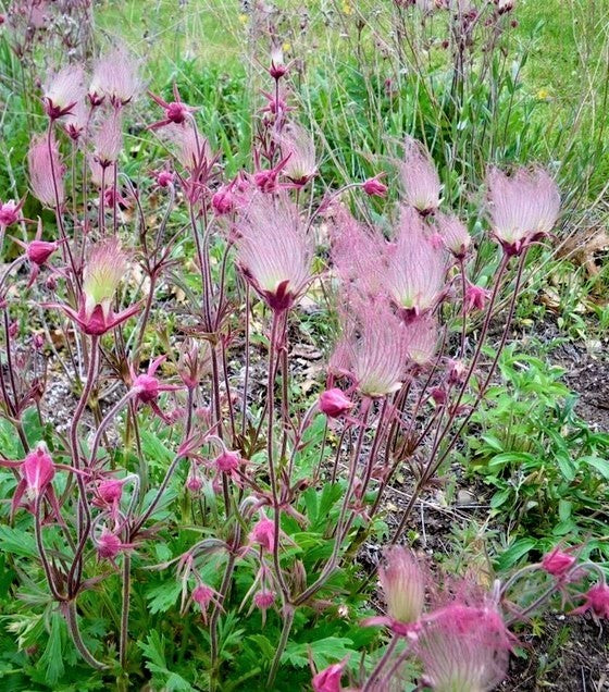 Prairie Smoke - Old Man's Whiskers (Geum triflorum) Prairie Native Wil ...