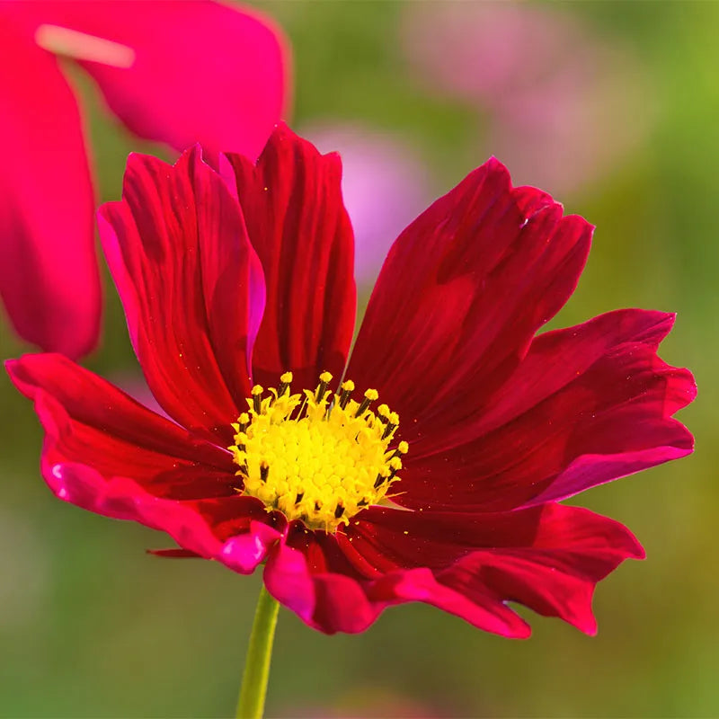 Cosmos - Red Dazzler (Cosmos bipinnatus) Cosmos Red Wildflowers Flower ...