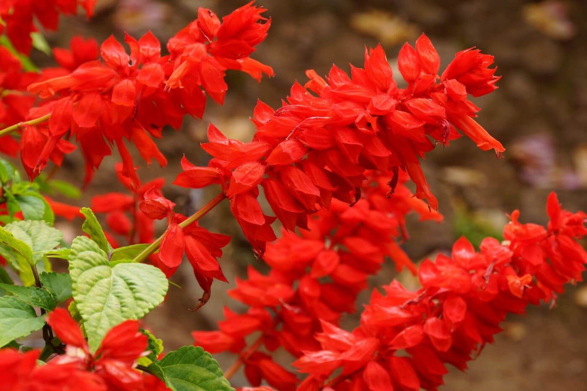 Scarlet Sage (Salvia coccinea) Red Sage Salvia Flower Heirloom Herb ...