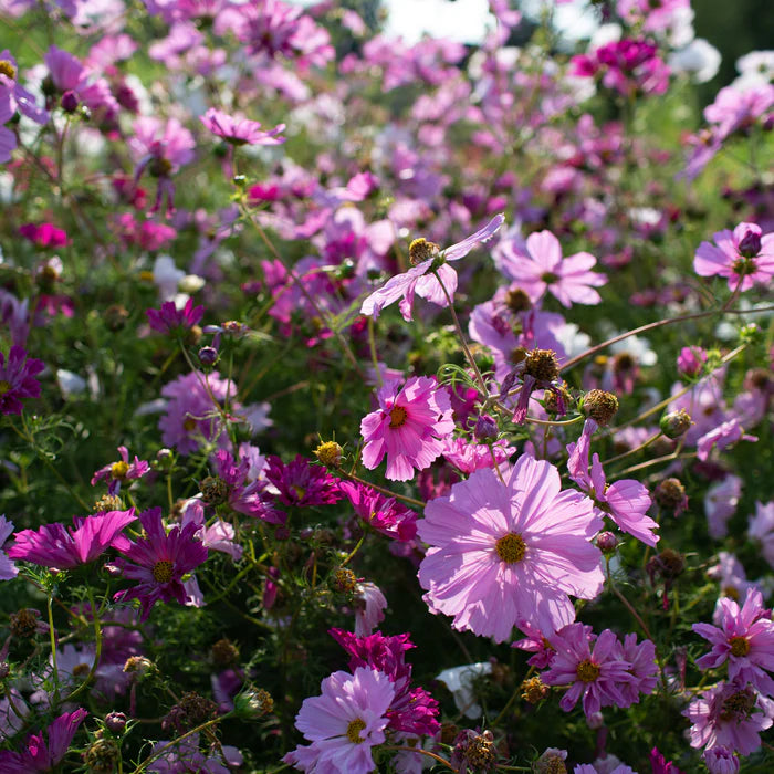 Cosmos - Seashells (Cosmos bipannatus) Heirloom Mixed Cosmos Sea Shell ...