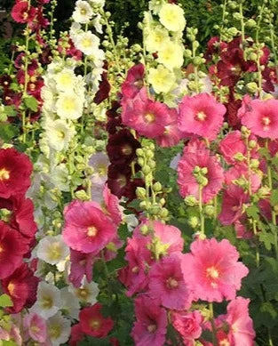 Hollyhocks - Heirloom Single Blooms - Mixed Colours (Althaea rosea) Ma ...