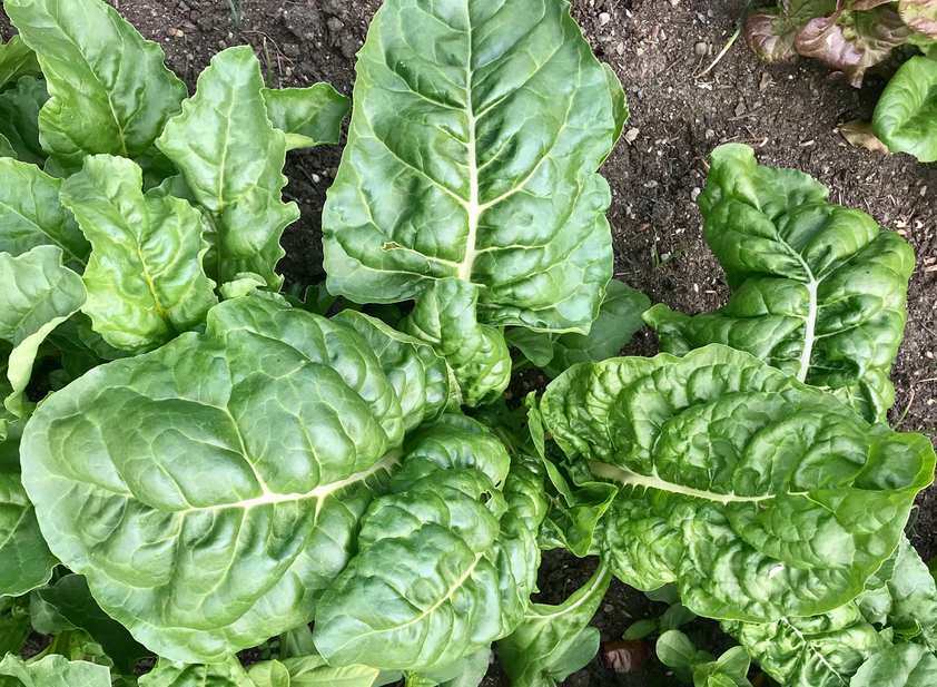 Chard - White Ribbed (Vulgaris subsp. B vulgaris) Swiss Chard White Ri ...
