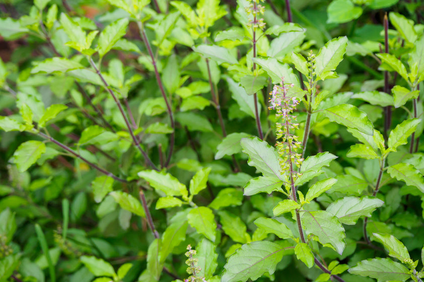 Basil - Holy Basil - Tulsi (Ocimum sanctum syn. tenuiflorum) Tulsi Tul ...