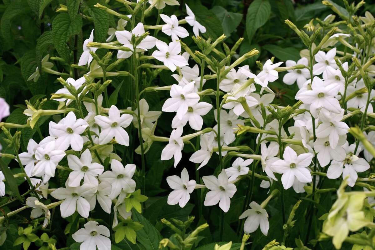Nicotiana - Flowering Tobacco - White (Nicotiana sylvestris) Jasmine F ...