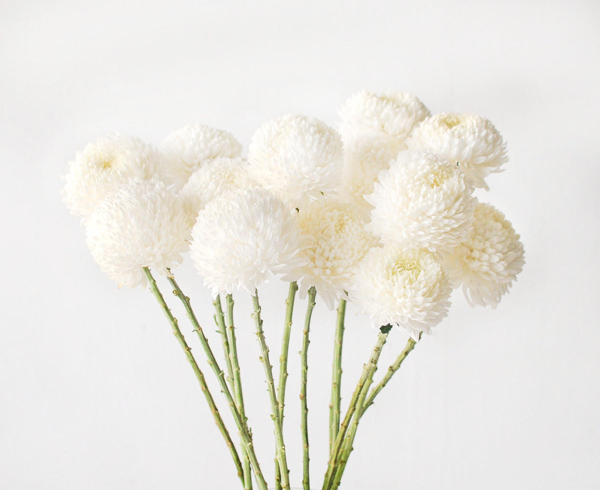 Chrysanthemum - White Mum (Chrysanthemum x morifolium) Mum Pompons Spr ...