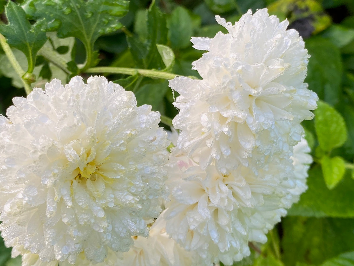 Chrysanthemum - White Mum (Chrysanthemum x morifolium) Mum Pompons Spr ...