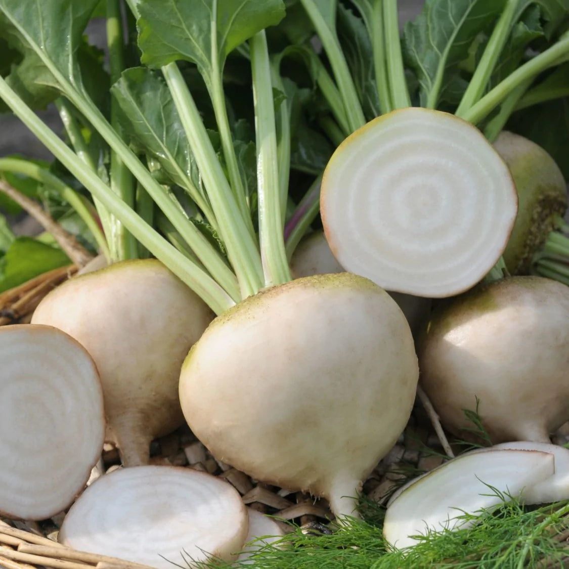 Beet - White (Beta vulgaris) Detroit White Sugar Beets Non GMO & Organ ...