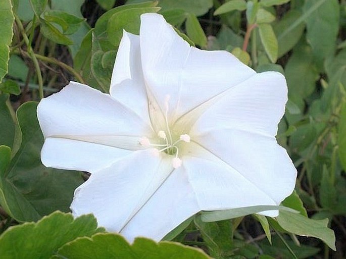 Datura - Moonflower - Tall Night Flowering - White (Ipomoea alba) Whit ...