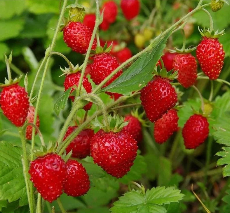 Strawberry - Wild Alpine - Regina Red (Fragaria vesca) Wild Strawberri ...