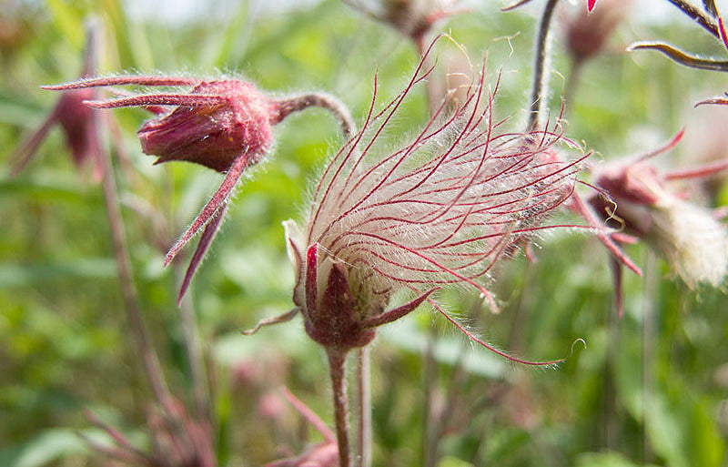 Prairie Smoke - Old Man's Whiskers (Geum triflorum) Prairie Native Wil ...