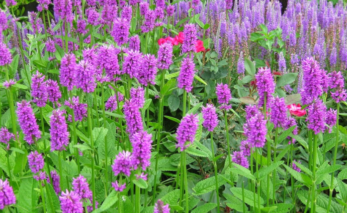 Wood Betony (Stachys officinalis) Bishopswort Purple Betony Woundwort ...