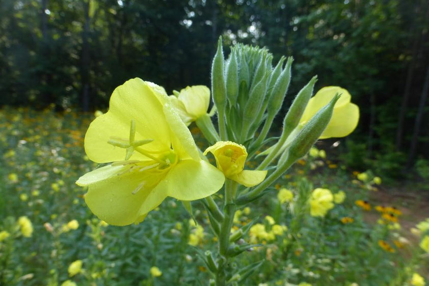 Primrose Prairie Evening - Sundrops (Oenothera lamarckiana) Yellow Sun ...