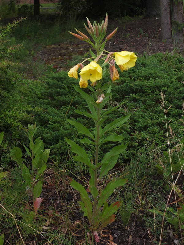 Primrose Prairie Evening - Sundrops (Oenothera lamarckiana) Yellow Sun ...