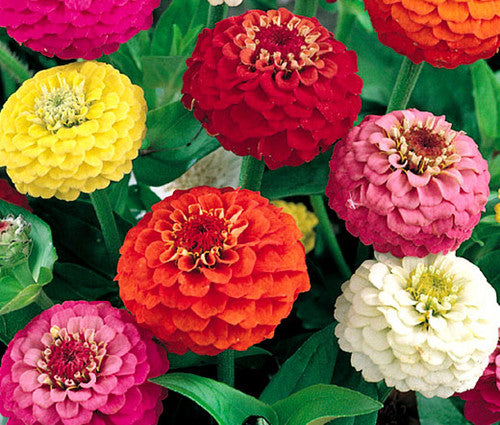 Zinnia – Pumila Mix (Zinnia elegans) Semi Dwarf Multicoloured Zinnia F ...